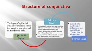 Anatomy of Conjunctiva, types, layers pptx | PPTX