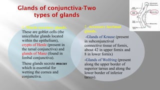 Anatomy of Conjunctiva, types, layers pptx | PPTX