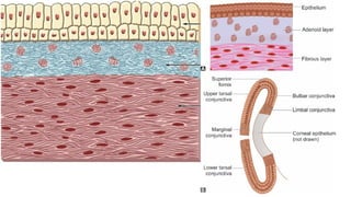 ANATOMY OF CONJUNCTIVA.pptx anatomymymymymymymymym | PPTX
