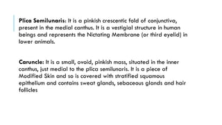 ANATOMY OF CONJUNCTIVA.pptx anatomymymymymymymymym | PPTX