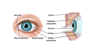 ANATOMY OF CONJUNCTIVA.pptx anatomymymymymymymymym | PPTX