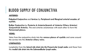 ANATOMY OF CONJUNCTIVA.pptx anatomymymymymymymymym | PPT