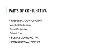 ANATOMY OF CONJUNCTIVA.pptx anatomymymymymymymymym | PPT
