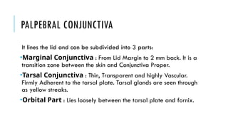 ANATOMY OF CONJUNCTIVA.pptx anatomymymymymymymymym | PPT