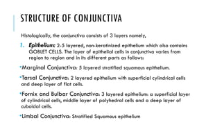 ANATOMY OF CONJUNCTIVA.pptx anatomymymymymymymymym | PPT