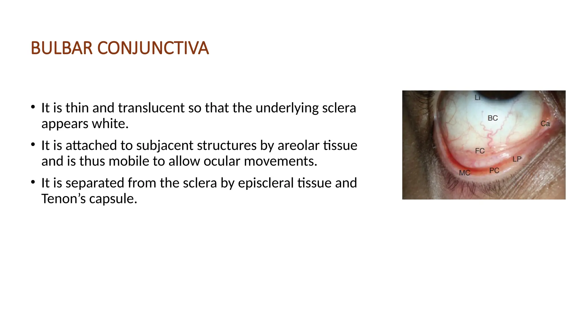 anatomy of conjunctiva and sclera- Dr Sanjana.pptx