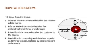 anatomy of conjunctiva and sclera- Dr Sanjana.pptx
