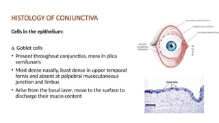 anatomy of conjunctiva and sclera- Dr Sanjana.pptx