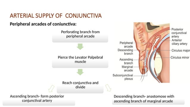 Anatomy Of Conjunctiva And Sclera Dr Sanjana Pptx