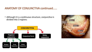 anatomy of conjunctiva and sclera- Dr Sanjana.pptx