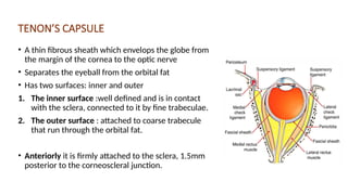 anatomy of conjunctiva and sclera- Dr Sanjana.pptx