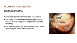 anatomy of conjunctiva and sclera- Dr Sanjana.pptx