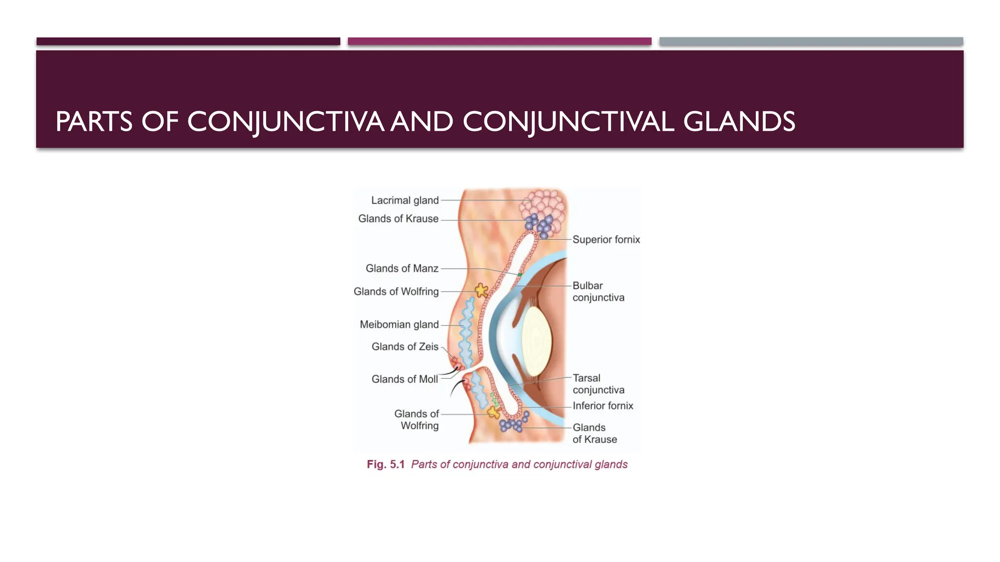 Anatomy of Conjunctiva & Types of Conjunctivitis.pptx