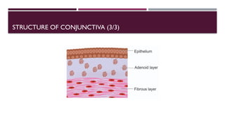Anatomy of Conjunctiva & Types of Conjunctivitis.pptx