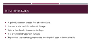 Anatomy of Conjunctiva & Types of Conjunctivitis.pptx