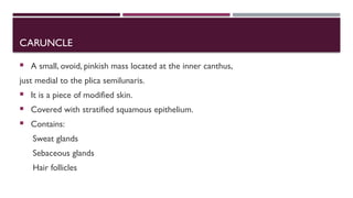 Anatomy of Conjunctiva & Types of Conjunctivitis.pptx