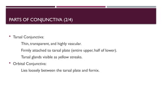 Anatomy of Conjunctiva & Types of Conjunctivitis.pptx