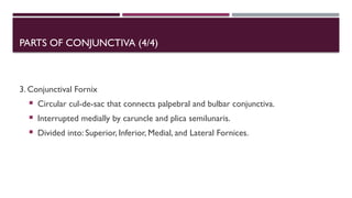 Anatomy of Conjunctiva & Types of Conjunctivitis.pptx
