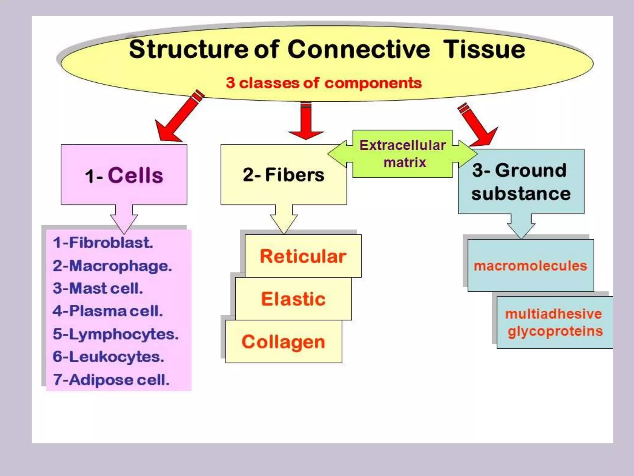 Anatomy of connective tissue by sk.. | PPTX