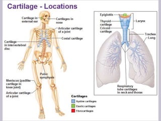 Anatomy of connective tissue by sk.. | PPTX
