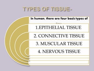 Anatomy of connective tissue by sk.. | PPTX