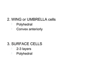 Anatomy of cornea | PPT