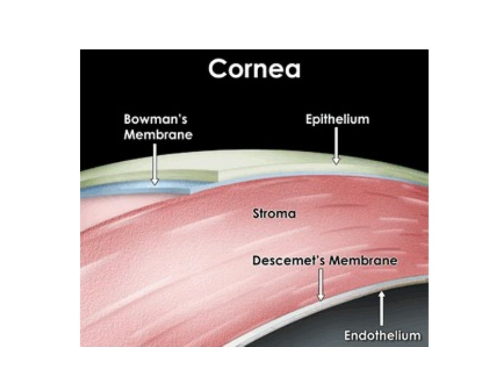 Anatomy of cornea