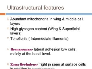 Anatomy of cornea | PPT