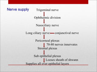 Anatomy of cornea | PPT