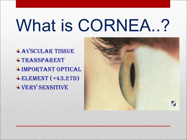 Anatomy of cornea