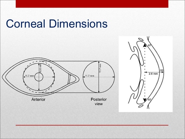 Anatomy of cornea