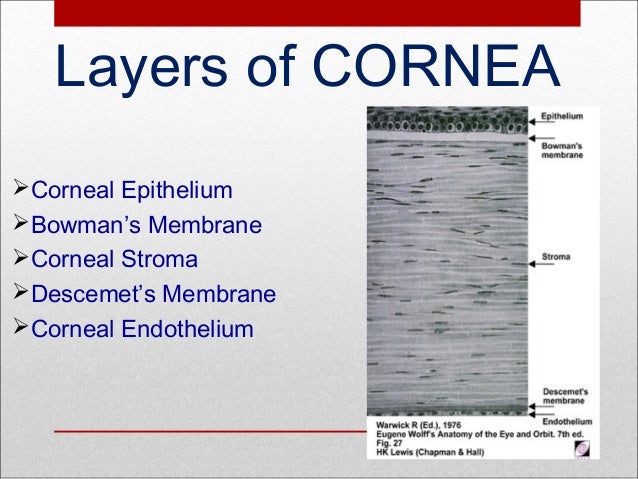 Anatomy of cornea