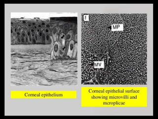 Anatomy of cornea | PPT