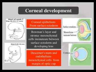 Anatomy of cornea | PPT