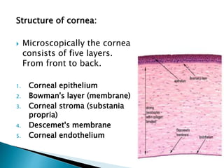 Anatomy of cornea | PPTX | Eye and Vision Conditions | Diseases and ...