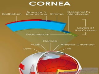 Anatomy of cornea | PPTX