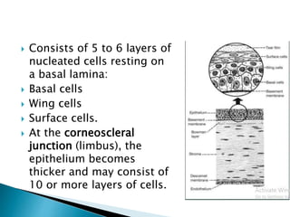 Anatomy of cornea | PPTX | Eye and Vision Conditions | Diseases and ...