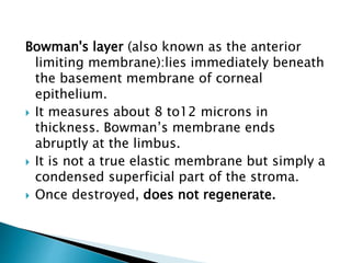 Anatomy of cornea | PPTX | Eye and Vision Conditions | Diseases and ...