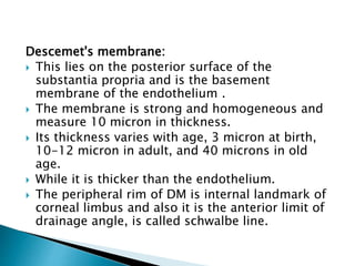 Anatomy of cornea | PPTX | Eye and Vision Conditions | Diseases and ...