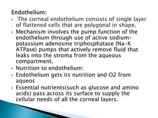 Anatomy of cornea | PPTX | Eye and Vision Conditions | Diseases and ...