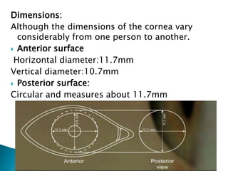 Anatomy of cornea | PPTX | Eye and Vision Conditions | Diseases and ...
