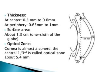 Anatomy of cornea | PPTX | Eye and Vision Conditions | Diseases and ...