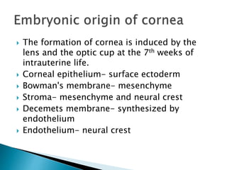 Anatomy of cornea | PPTX | Eye and Vision Conditions | Diseases and ...