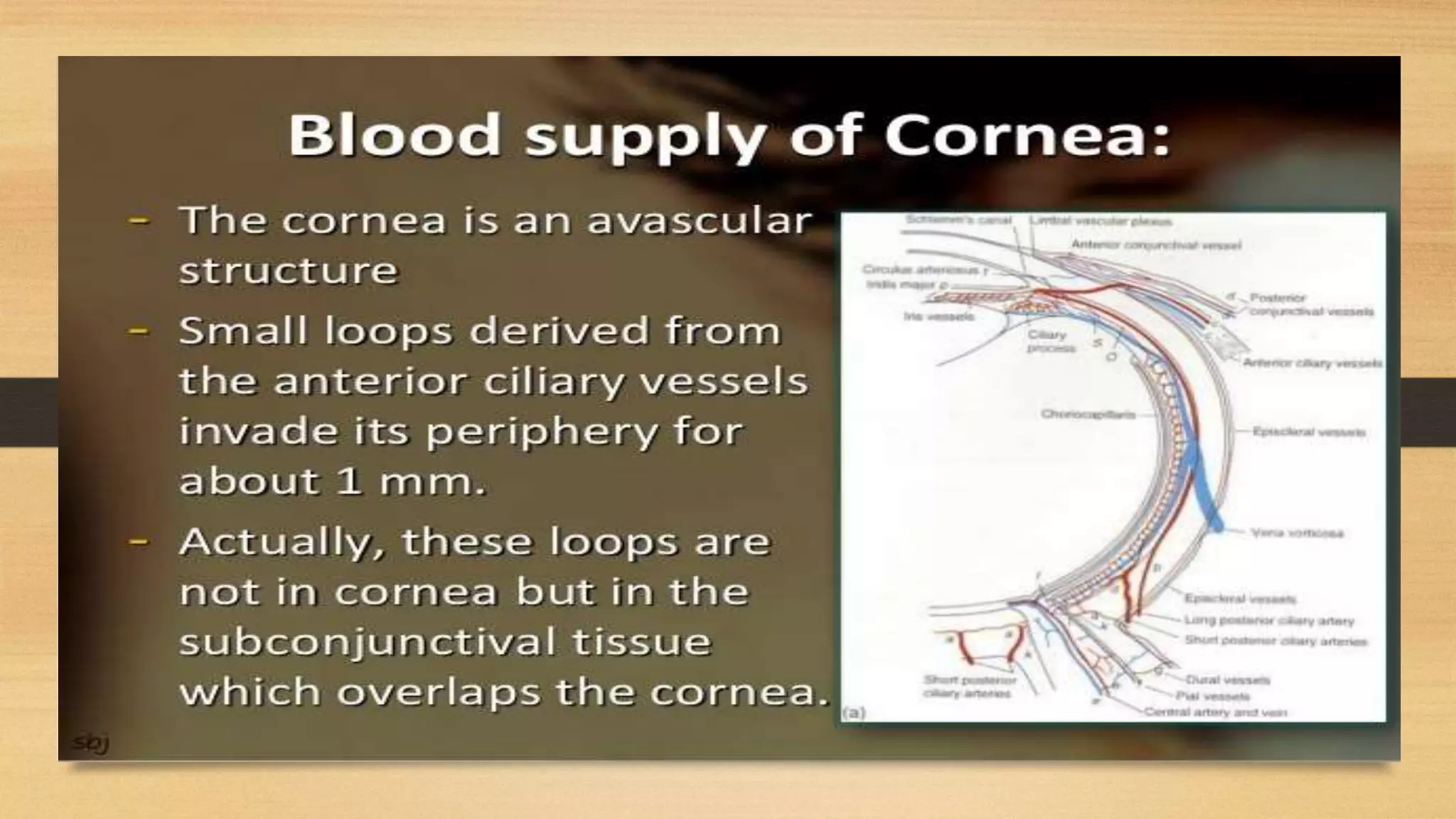 Anatomy of cornea | PPTX