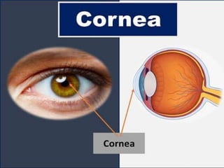 Anatomy of Cornea.pptx