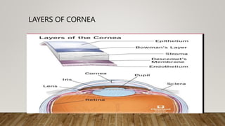 ANATOMY OF CORNEA FOR CONTACT LENS FITTING | PPT