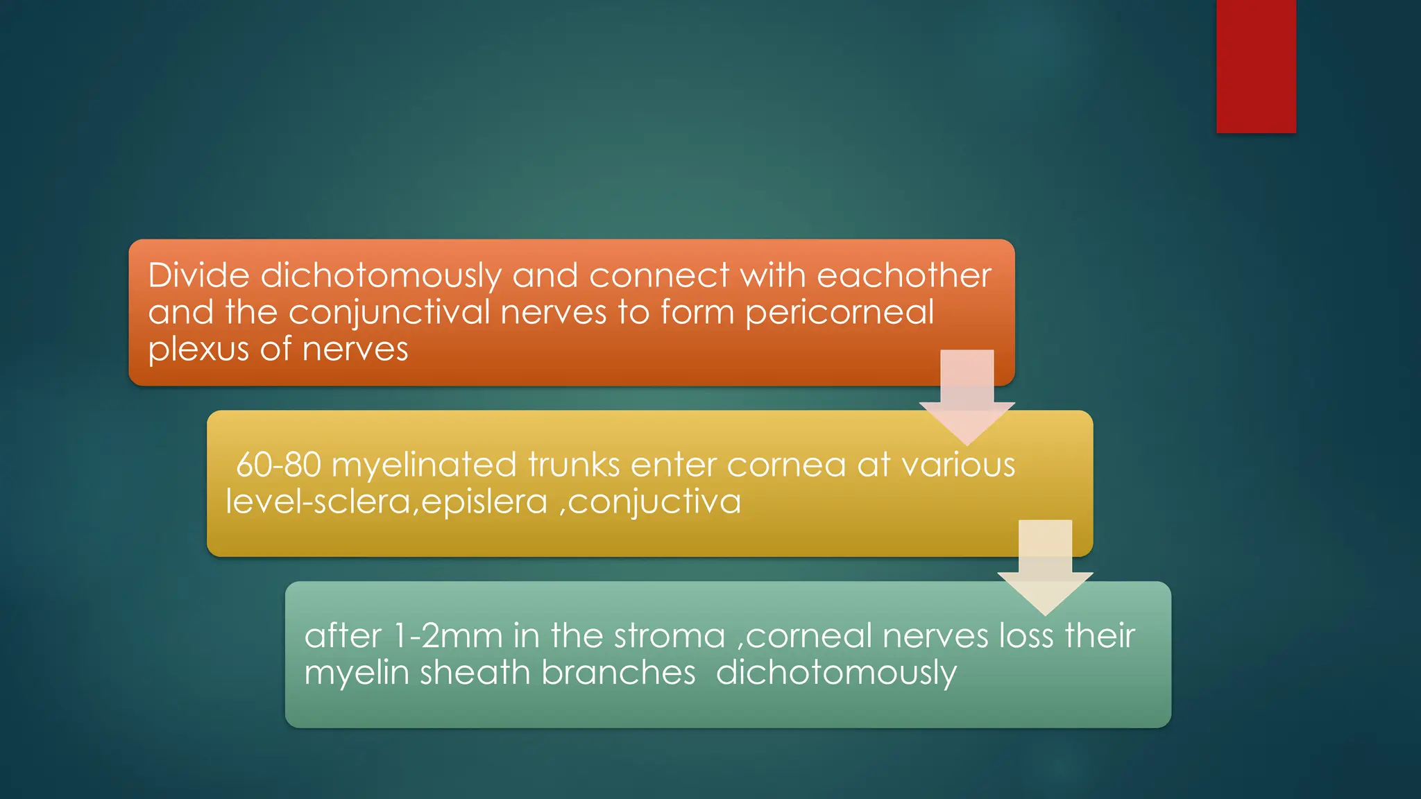 anatomy of cornea powerpoint presentatation .pptx