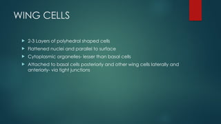 anatomy of cornea powerpoint presentatation .pptx