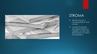 anatomy of cornea powerpoint presentatation .pptx