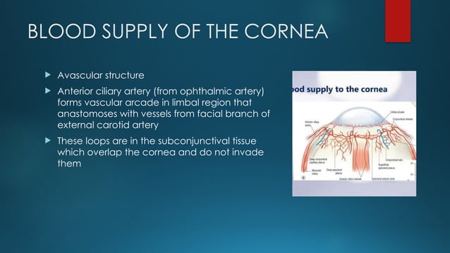 anatomy of cornea powerpoint presentatation .pptx | Eye and Vision ...